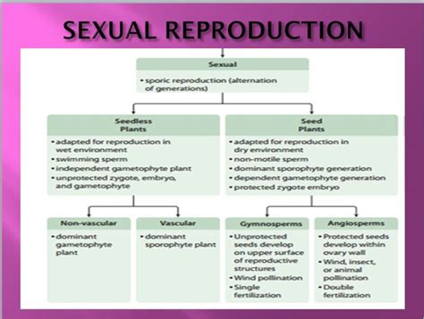 Flow Chart To Explain The Process Of Sexual Reproduction In Plants Brainly In