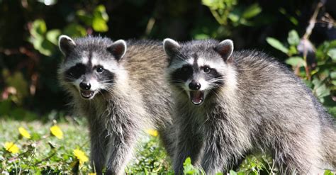 A Guide To Determining The Sex Of Raccoons Tips And Techniques