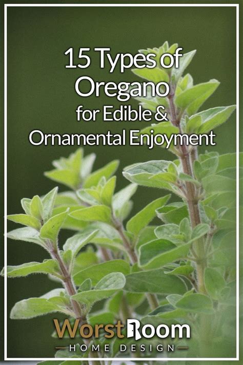 15 Types Of Oregano For Delicious Meals And Beautiful Gardens