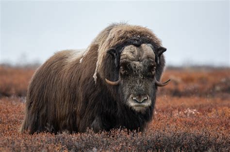 Musk Ox Wallpapers Wallpaper Cave