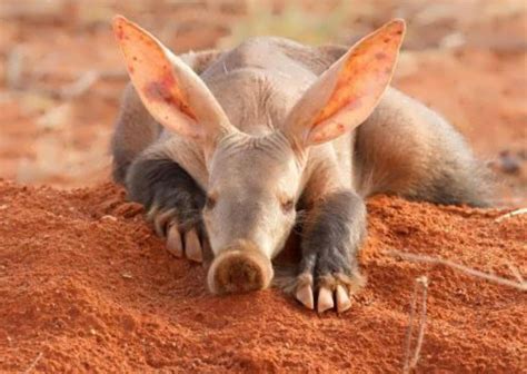 Meet The Aardvark Safari African Travel Blogger Wildlife Lover