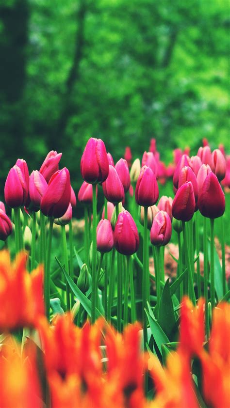 🔥 Free Download Flower Field Tulips 8k Wallpaper By Gbell33
