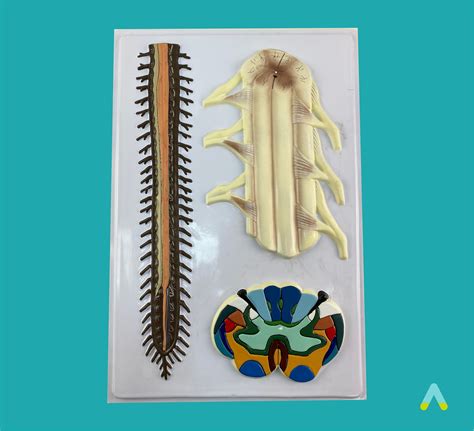 Барельєфна модель Будова спинного мозку фото