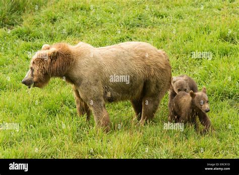 An Alaskan Kodiak Brown Bear Sow With Her Cubs Along Frazer Lake In The