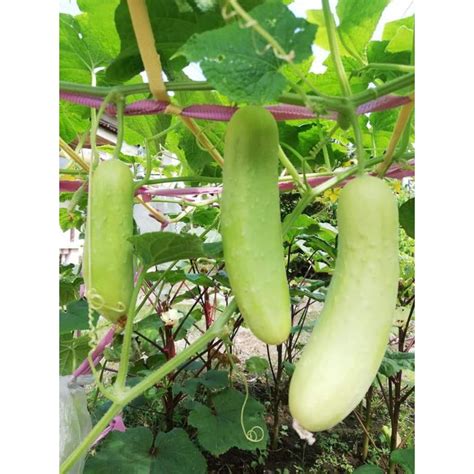 Hybrid White Cucumber Malvar F1 White Pipino Seeds For Planting 10seeds Shopee Philippines