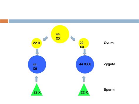 Sex Differentiation Pptx