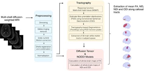 Flowchart Summarizing Diffusion Image Preprocessing Model Fitting
