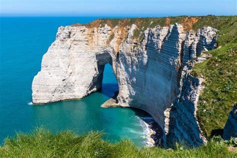 Allelopathy What Is Types And Examples Evidence Network