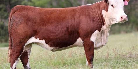 Hereford Cattle 7 Facts About Hereford Cattle Agdaily