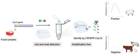 Graphical Abstract For Crispr Cas12 Based Rapid Authentication Of Halal