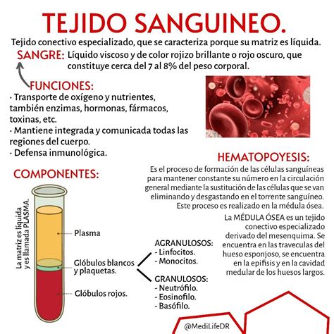 Que Es El Tejido Sanguineo Slipingamapa