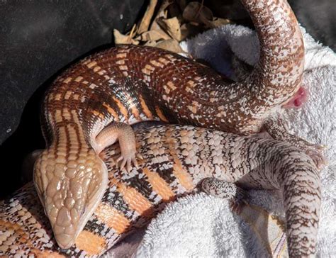 Sex Lives Of Skinks Lizard Cafe