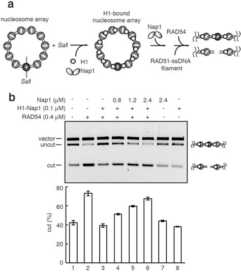 A Schematic Diagram Of The Nucleosome Remodeling Assay B The