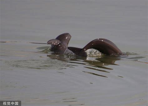 长江葛洲坝下游现江豚 戏水跳跃充满生机 搜狐大视野 搜狐新闻