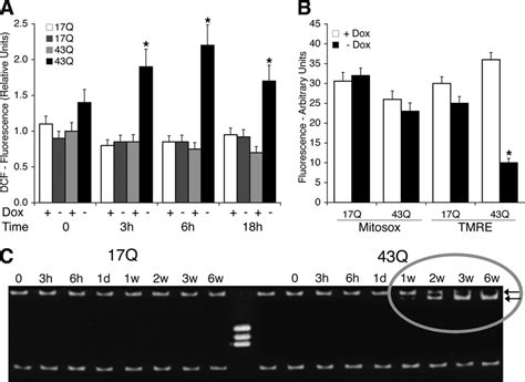 Polyq Expanded Proteins Induce An Early Mitochondrial Dysfunction And A Download Scientific