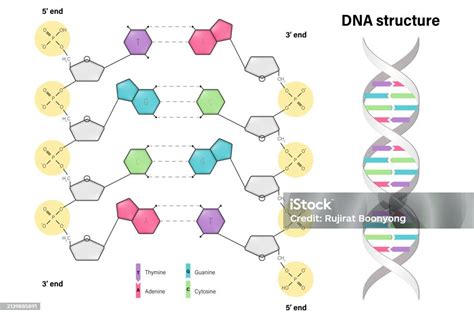 Structure Of Dna Deoxyribonucleic Acids Nitrogenous Base And Phosphate