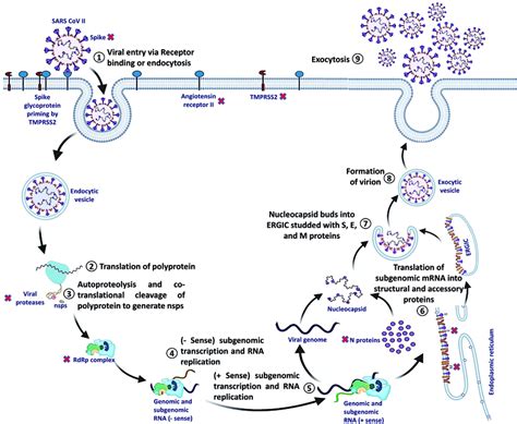 Sars Cov 2 Life Cycle X Indicate Potential Drug Targets Download Scientific Diagram