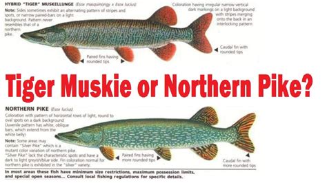 Is It A Tiger Muskie Youtube