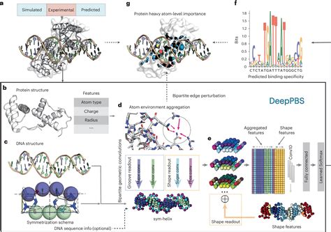 Researchers Develop Ai Model That Predicts The Accuracy Of Proteindna
