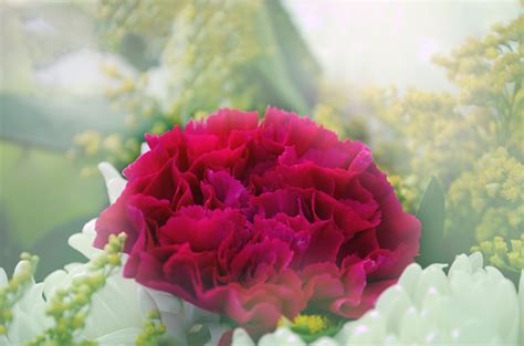 꽃 머리 빨강과 흰색 색상 여름에 아침에 정원에서 흰색 파스텔 스타일 배경 계절에 대한 스톡 사진 및 기타 이미지 계절 기념일 꽃 나무 Istock