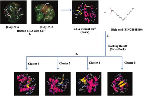 Interaction Of Oleate With Human α La A B Removal Of Calcium Ions