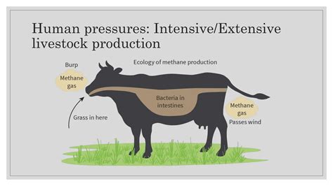 Human Influences On Ecosystems Igcse Biology Pdf