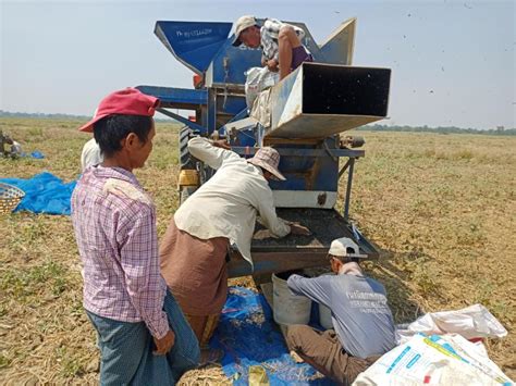 ပေါင်းတည်မြို့နယ်တွင် မတ်ပဲစိုက်တောင်သူများ မတ်ပဲစျေးကောင်းရရန် မျှော်လင့်နေ Information And