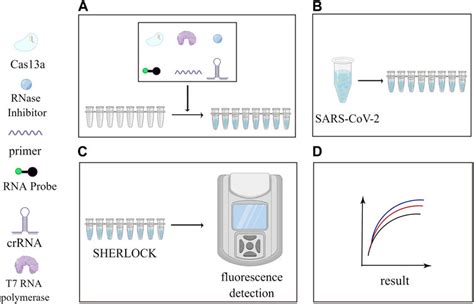 Frontiers Advancements In The Synergy Of Isothermal Amplification And Crispr Cas Technologies