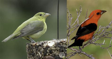 Scarlet Tanager Nikki Lynn Design