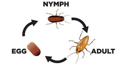 How Long Does A Roach Live Heres The Answer