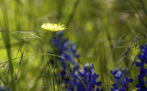 Texaswildflowers Shutterbug