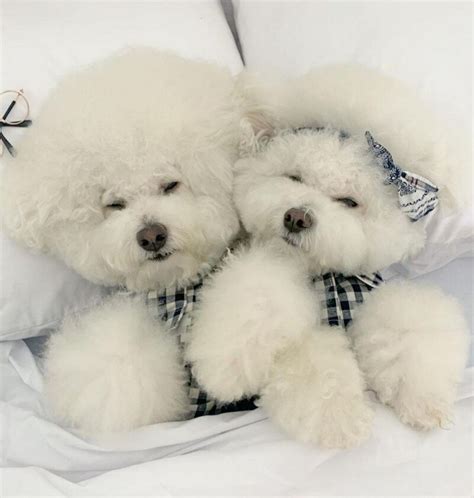 Badu Bg Комплект пижами за домашни любимци Кученце Коте Пижами за