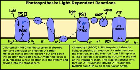 Photosynthesis Light Reaction Steps