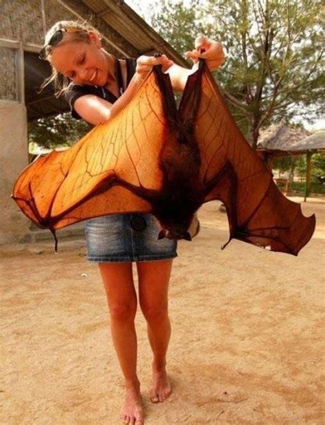 Malayan Flying Fox Most Beautiful Pages Human Size Bat Huge Bats