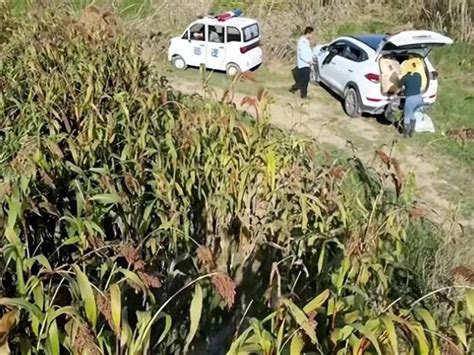 河南固始执法人员偷高粱被行拘视频巡逻制服