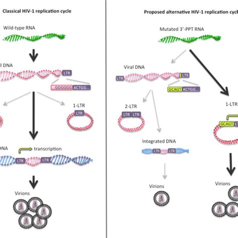 Comparison Between The Classical Hiv 1 Replication Cycle And The Download Scientific Diagram