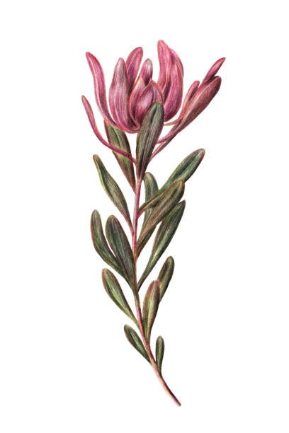 Leucadendron Illustrations Royalty Free Vector Graphics And Clip Art
