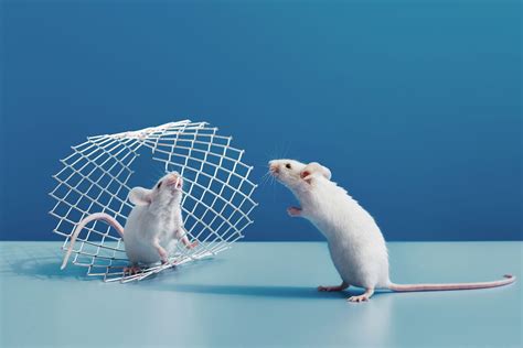 How To Get Rid Of Mice With Strategies From Experts