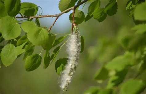 24 Types Of Poplar Trees Pictures And Leaves Identification
