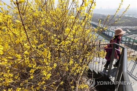 응봉산에 핀 개나리 네이트 뉴스