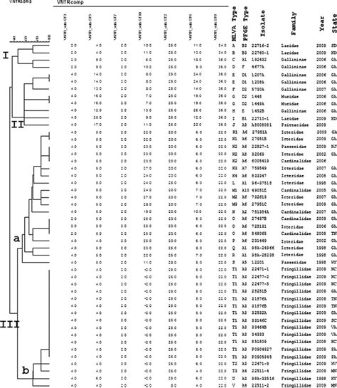 Cluster Analysis Of Avian S Typhimurium Isolates By Mlva The