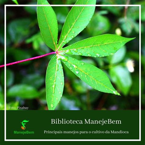 Sistema De Cultivo Da Mandioca Maneje Bem Fitocon