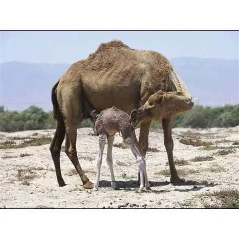 Camel Feed Camel Race Feed Exporter From Jamnagar