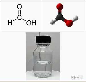 蚂蚁是如何产生蚁酸的？蚁酸合成的代谢途径是什么？ 知乎