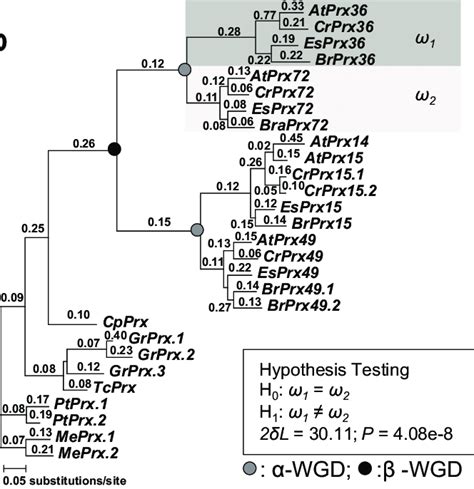 Subcellular Relocalization Asymmetric Sequence Evolution And Gene