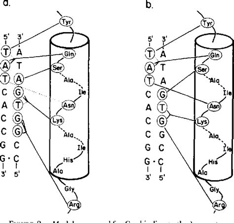 Figure 1 From Phage Lambda Cro Protein And Ci Repressor Use Two Different Patterns Of Specific