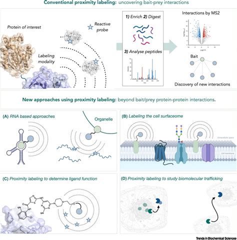 Creative Approaches Using Proximity Labeling To Gain New Biological Insights Trends In