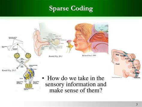 ppt sparse coding in sparse winner networks powerpoint presentation