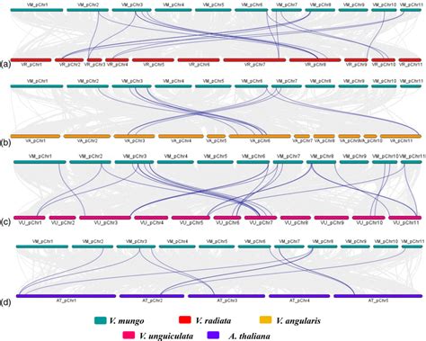 Syntenic Analysis Of Seed Storage Protein Ssp Genes Between Vigna Download Scientific Diagram