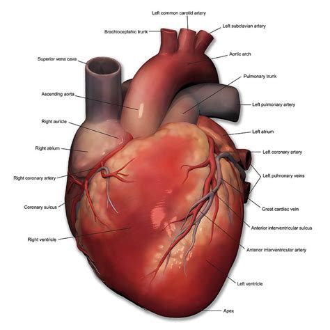 Heart Diagram Anterior View Free Word Template